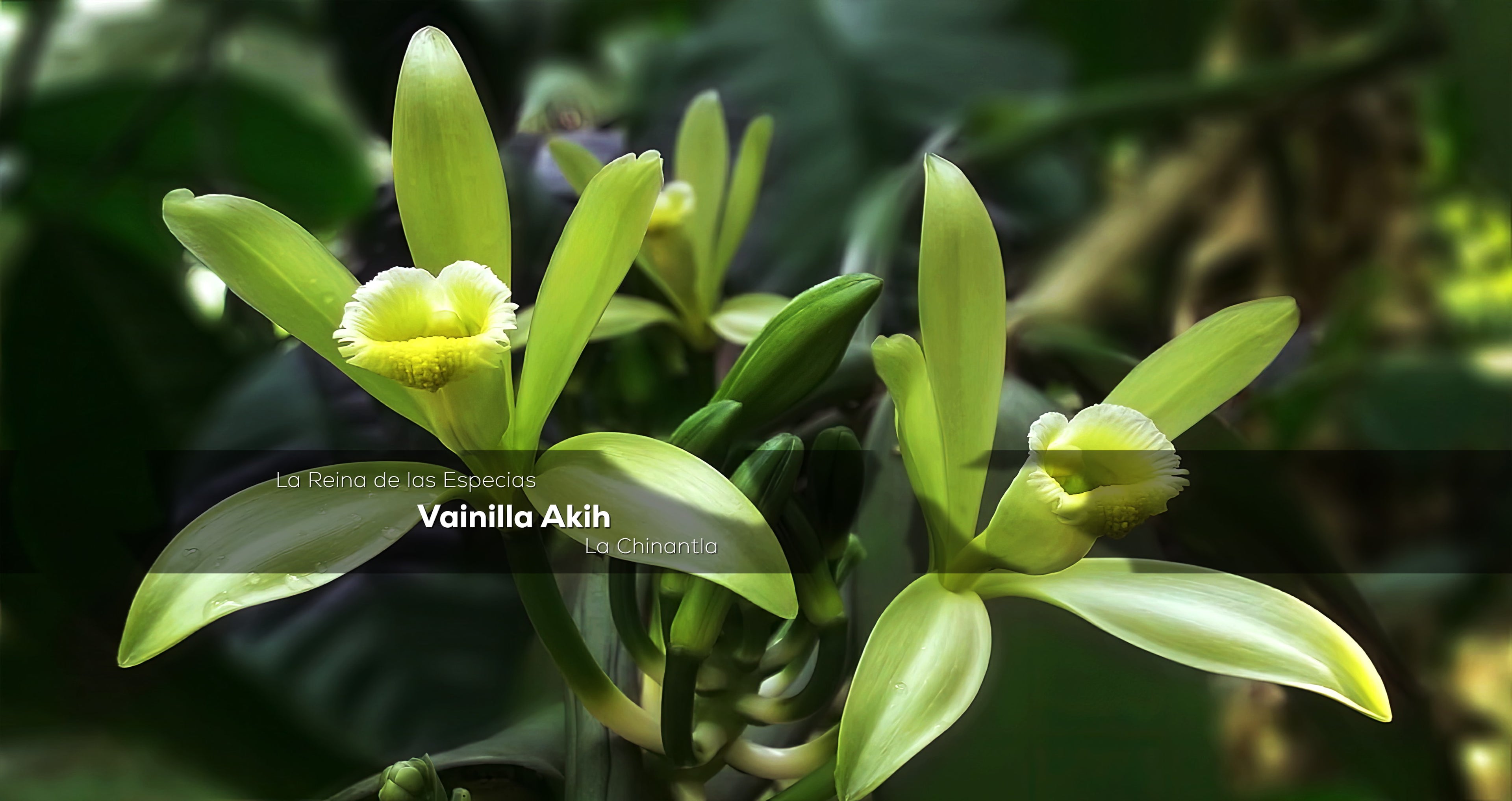 EHYA CAFÉ ~International Store~